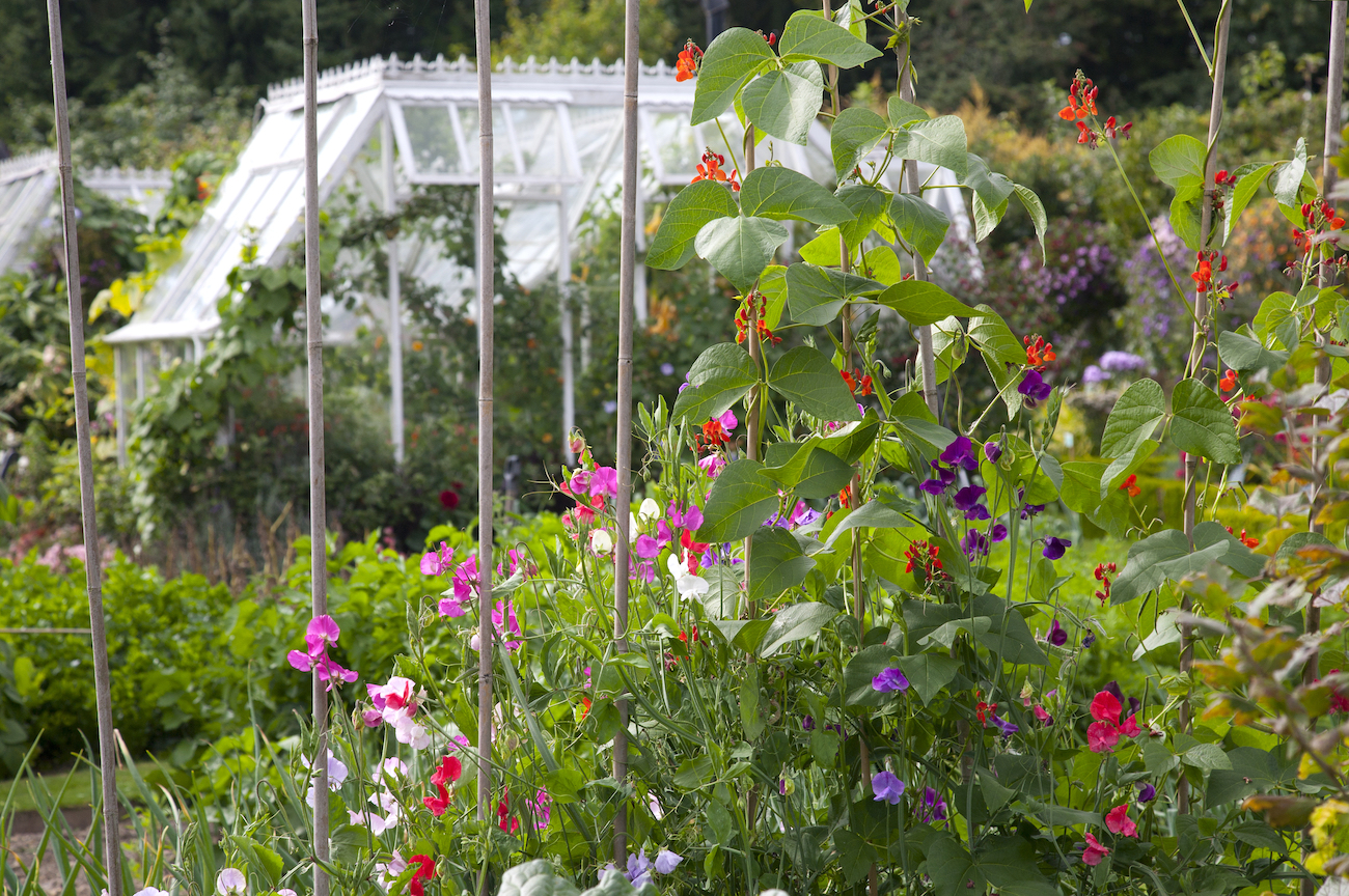 Qu'est-ce qui a grandi dans le jardin - Technospeak