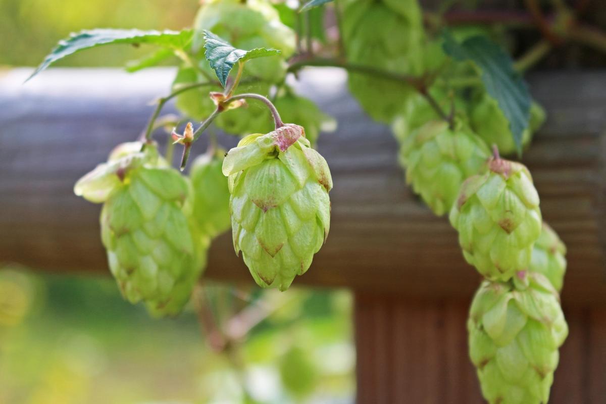 Houblon - Technospeak